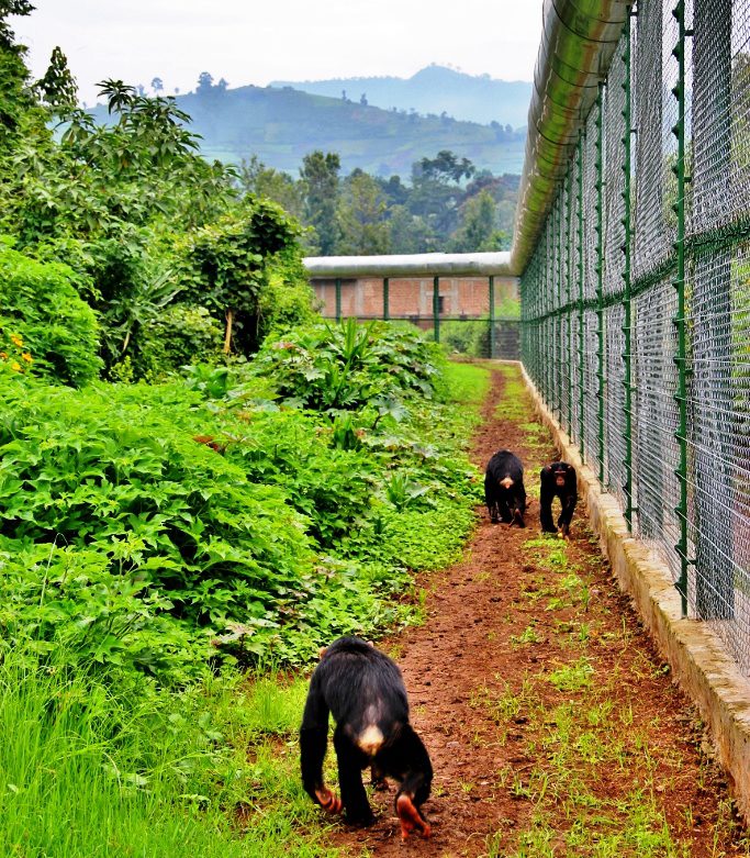 New chimpanzee habitat for DRC sanctuary - International Primate ...