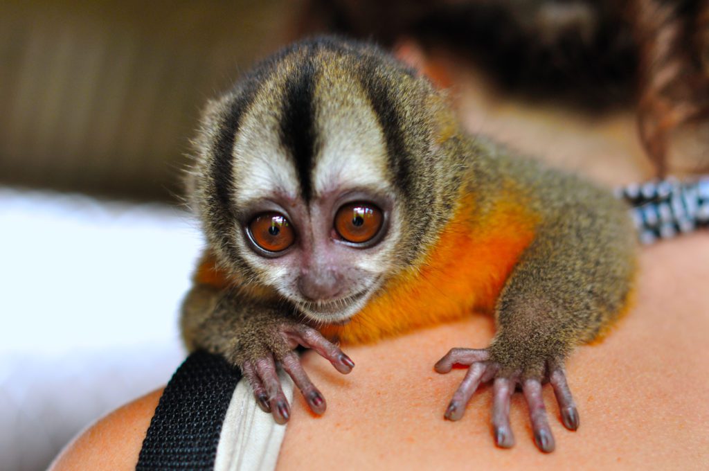 A legal victory for night monkeys - International Primate Protection League