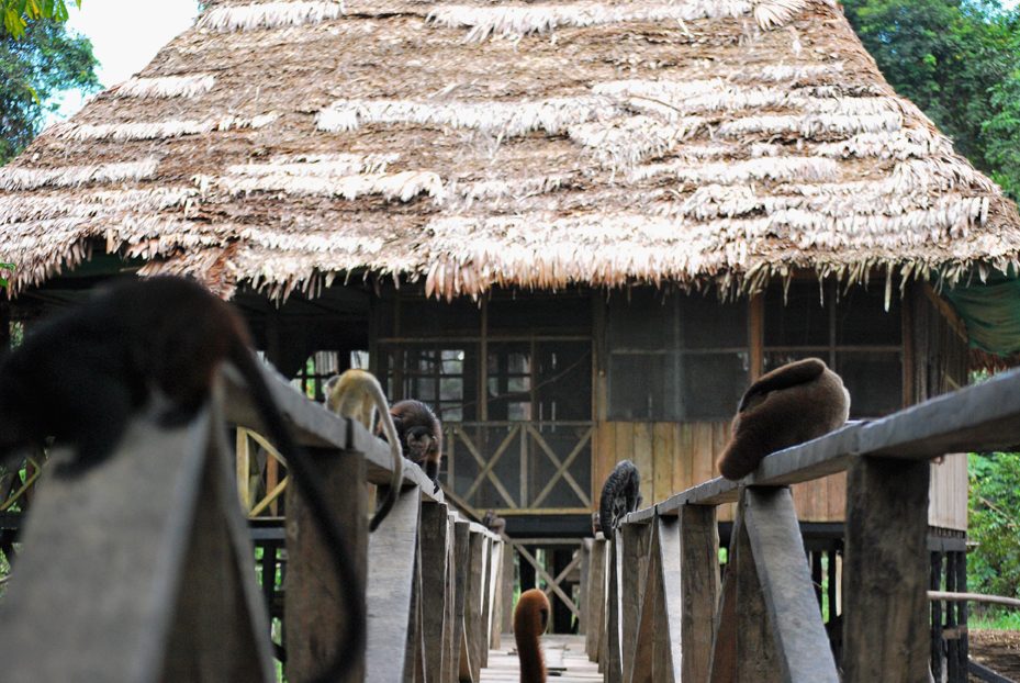 A new monkey house rises in the Amazon - International Primate ...