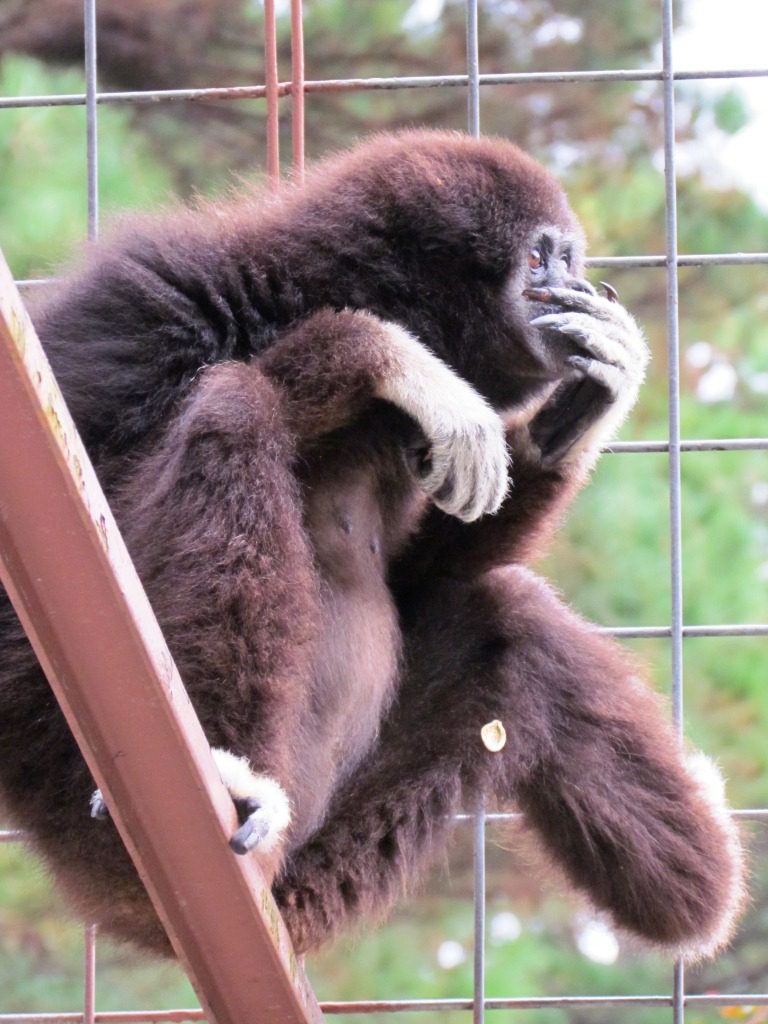 It's pumpkin time! - International Primate Protection League