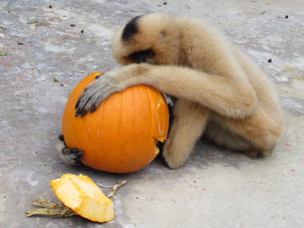 It's pumpkin time! - International Primate Protection League