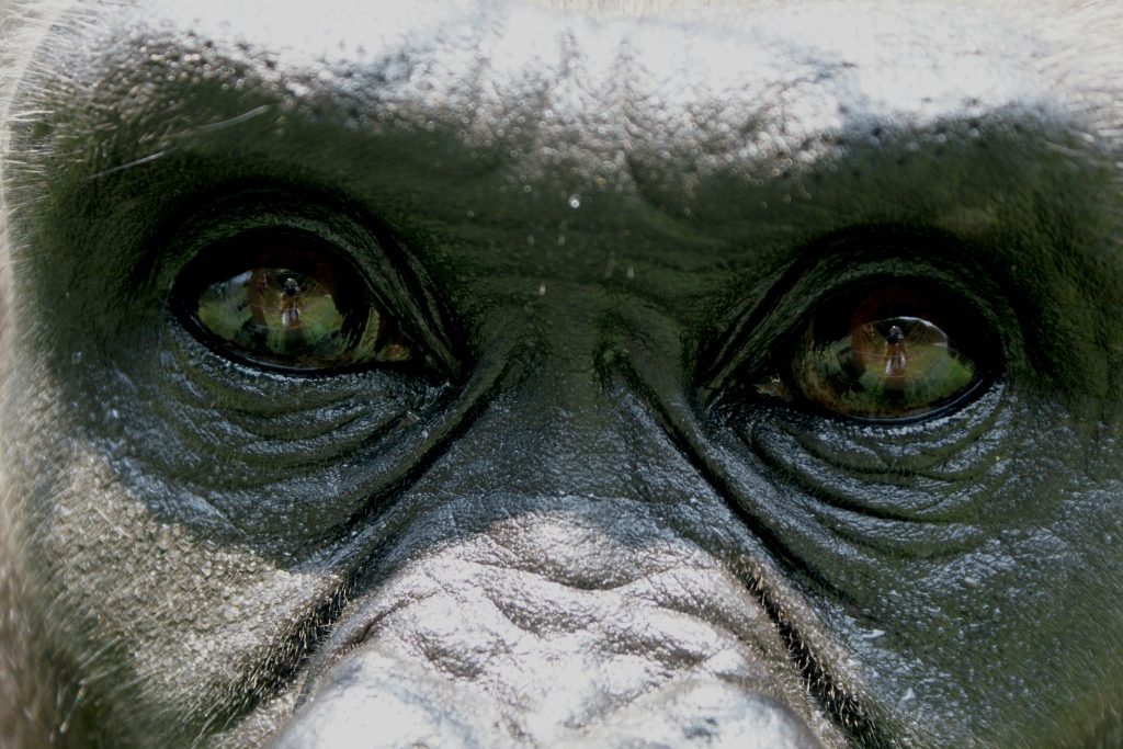 "Chimpanzee funeral" photographer visits IPPL - International Primate ...