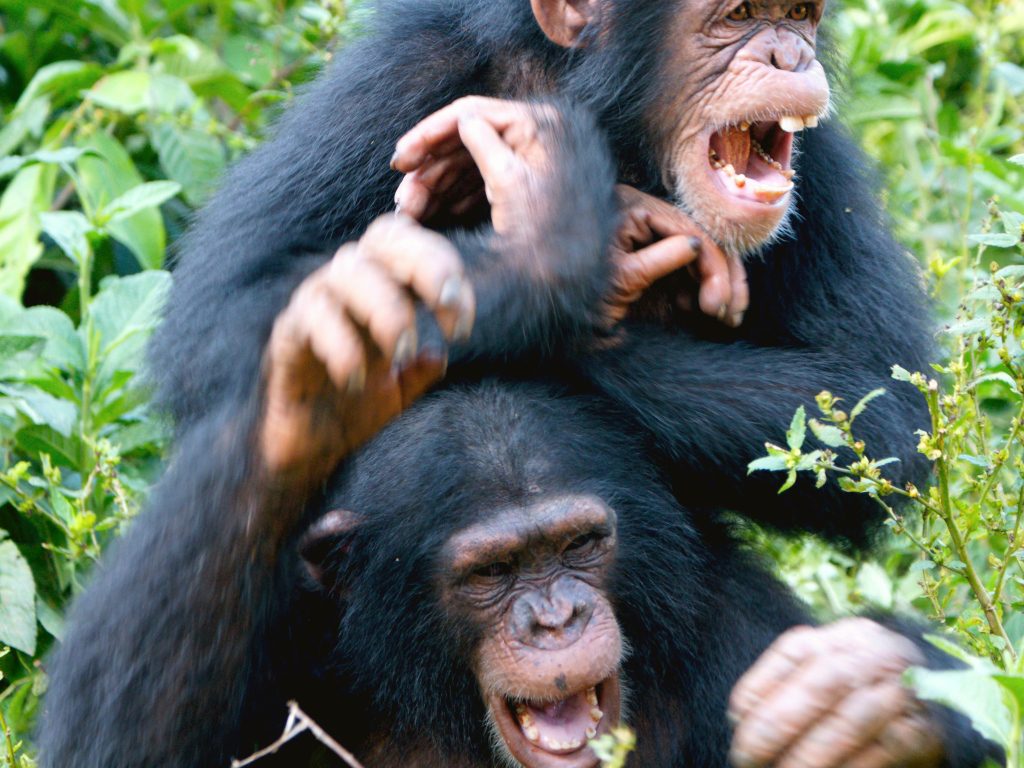 "Chimpanzee funeral" photographer visits IPPL - International Primate ...