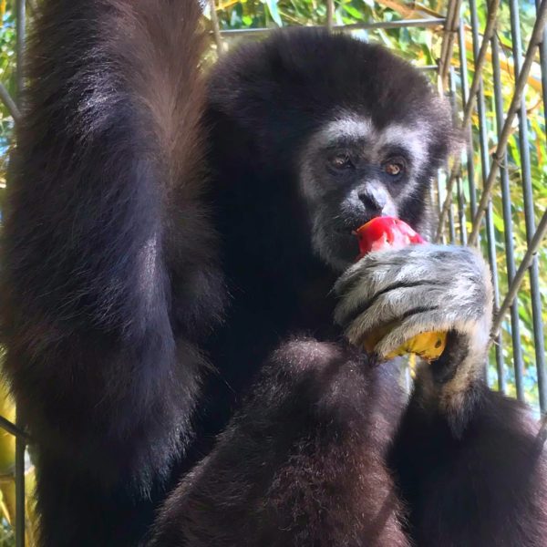 Friends, fun, and food for IPPL gibbons thanks to a special visitor ...