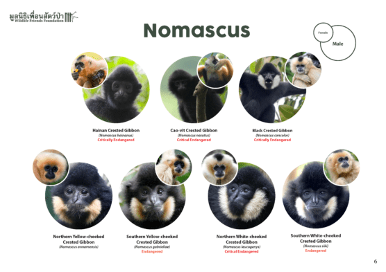 About gibbons - International Primate Protection League
