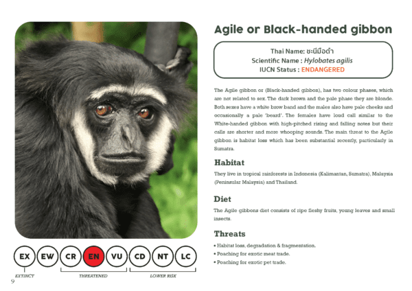 About gibbons - International Primate Protection League
