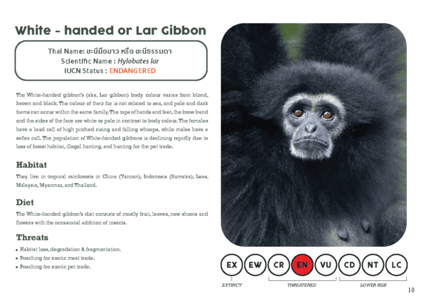 About gibbons - International Primate Protection League