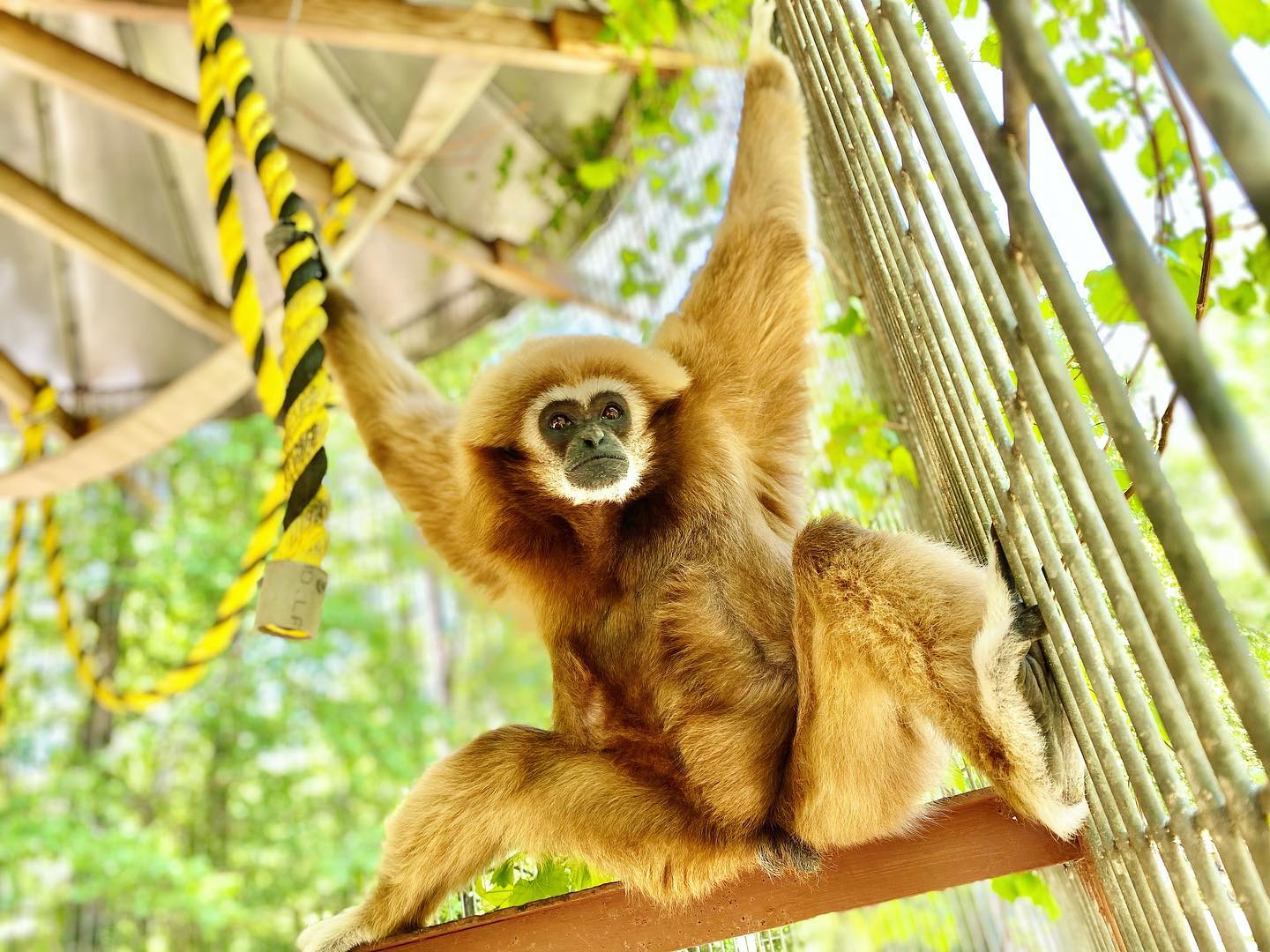 A Sad Farewell to Handsome Donny - International Primate Protection League